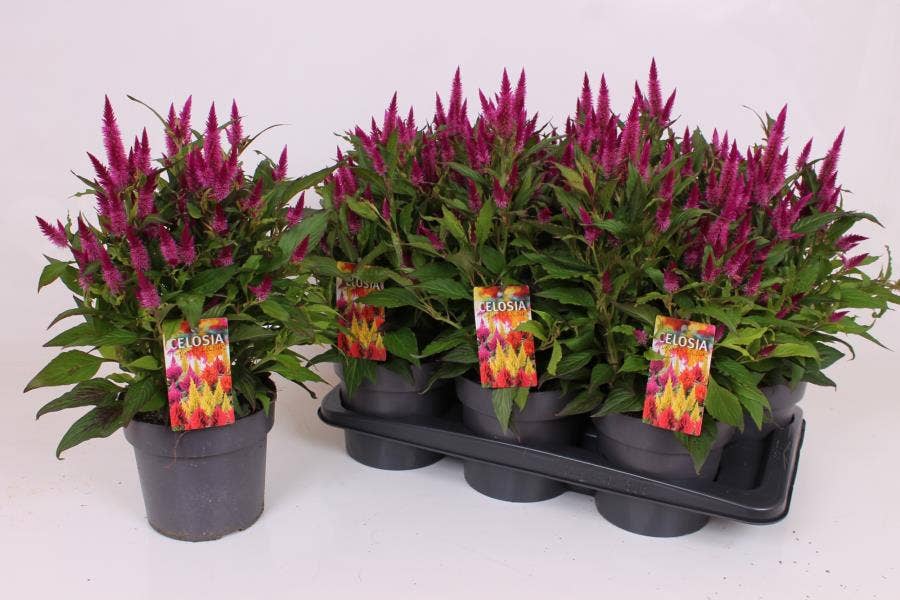 Celosia 'Kelos Atomic Violet' | Green Solutions