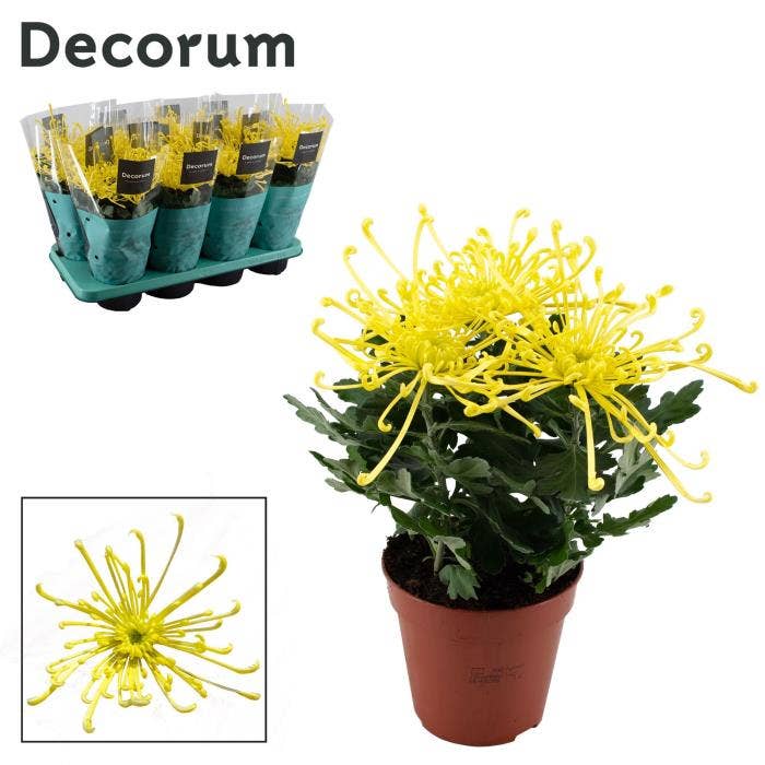 Chrysanthemum Fireworks Yellow | Green Solutions