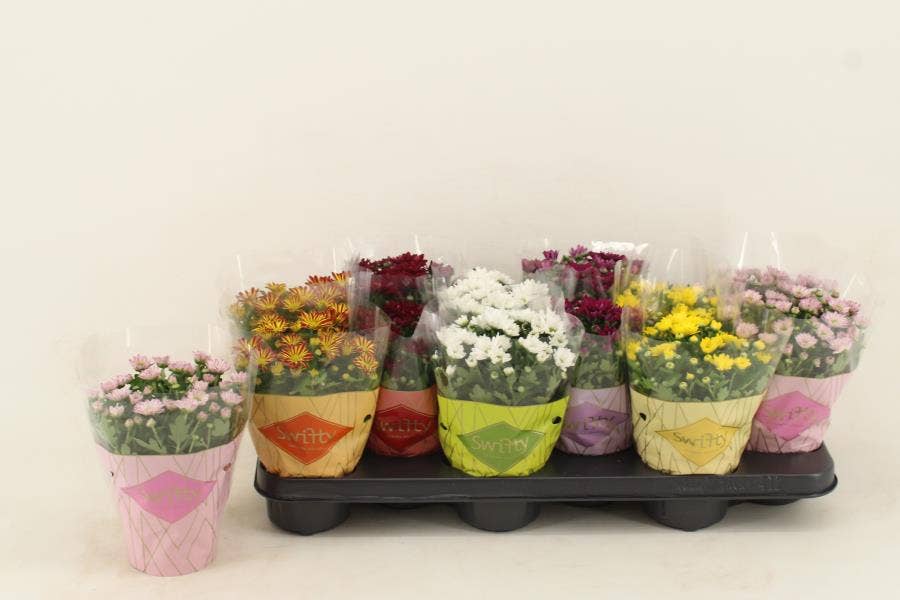 Chrysanthemum Swifty | Green Solutions