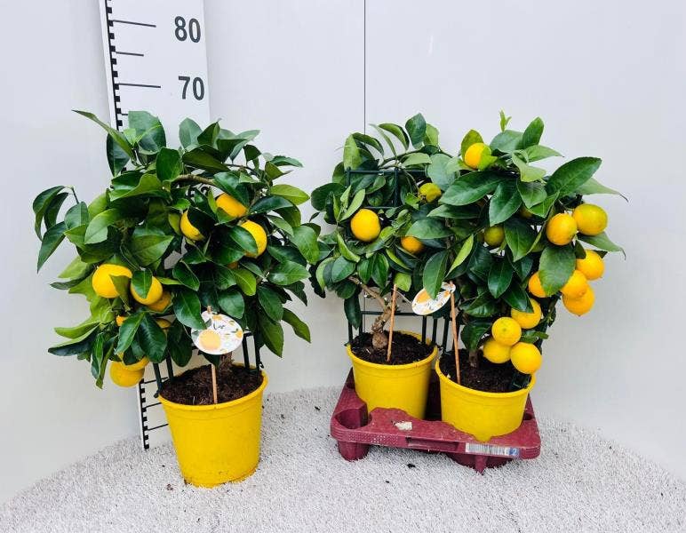 Citrus Lemon Lisa | Green Solutions