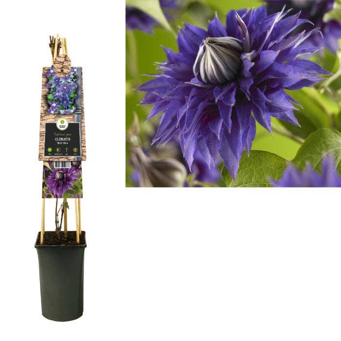 Clematis 'Multi Blue' | Green Solutions