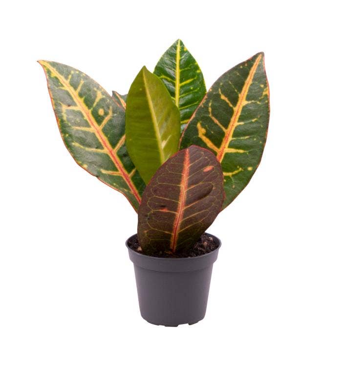 Codiaeum var. Petra | Green Solutions