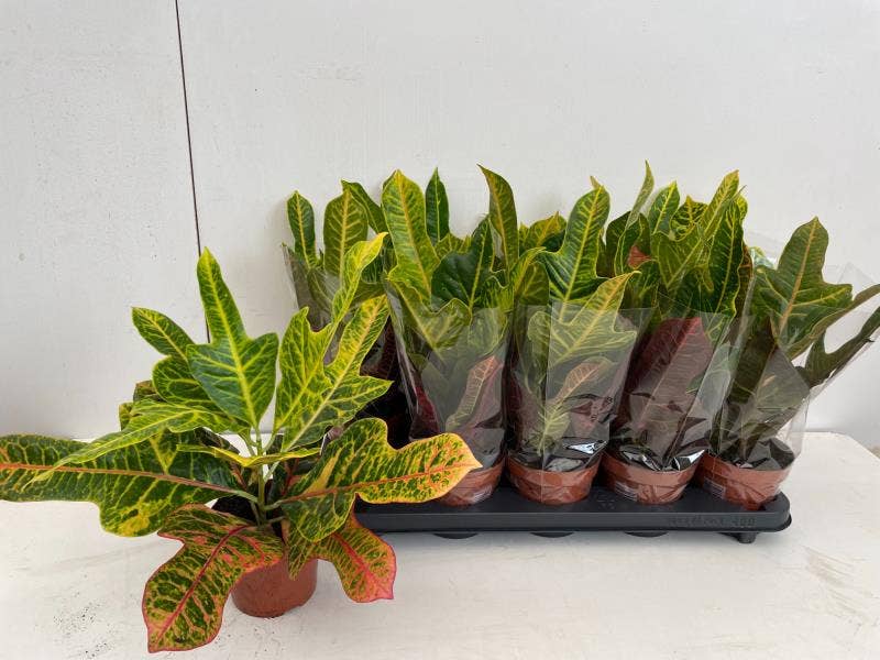 Codiaeum var. Excellent | Green Solutions