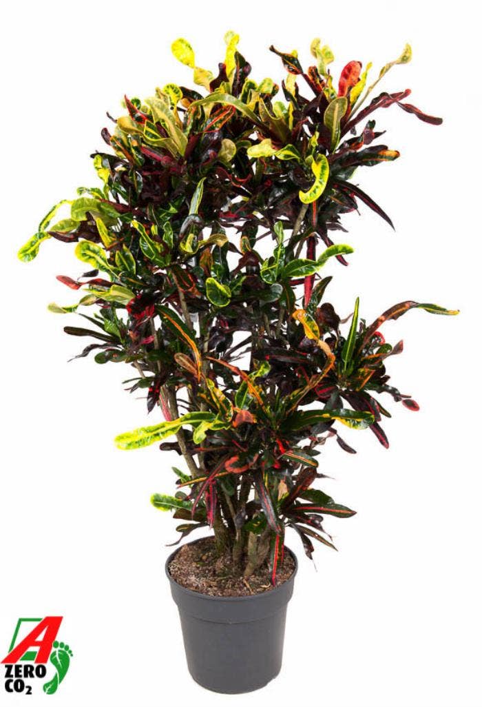Specimen house plants - Indoor plants - Products | Green Solutions