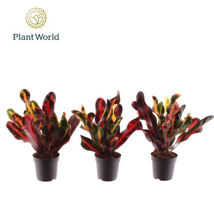 Codiaeum var. Mammi | Green Solutions