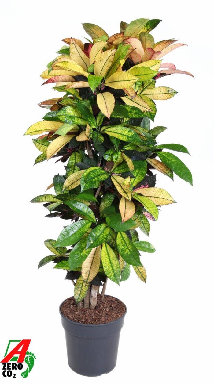 Codiaeum var. Mrs. Iceton | Green Solutions