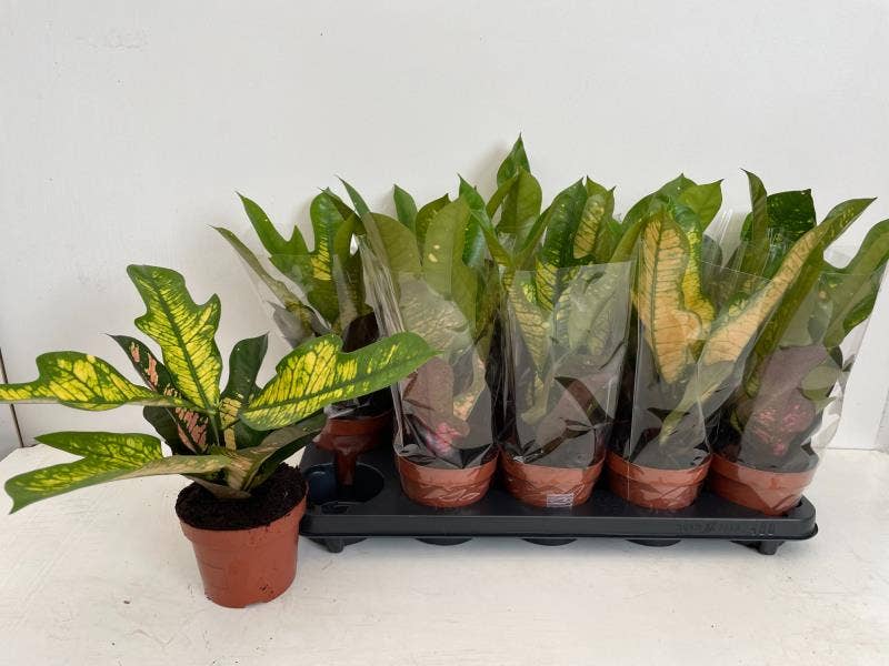 Codiaeum var. Wilma | Green Solutions