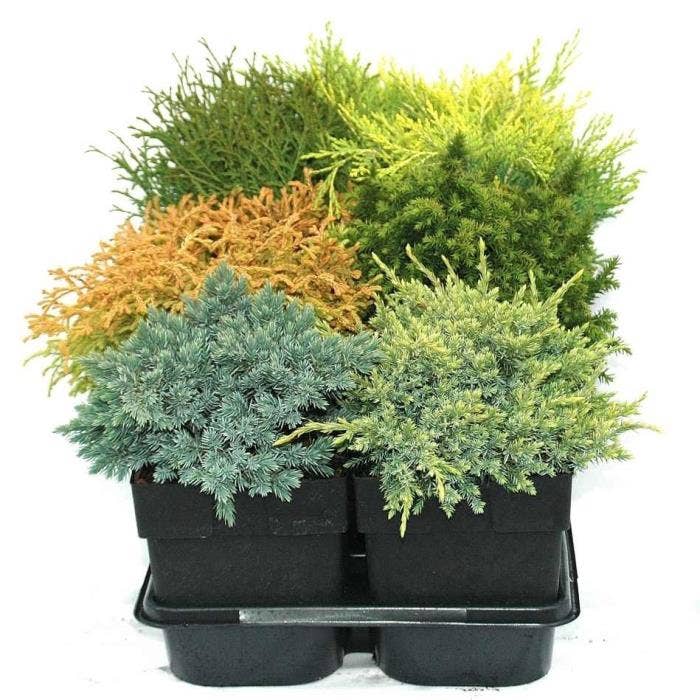 Conifers - Outdoor plants - Products | Green Solutions