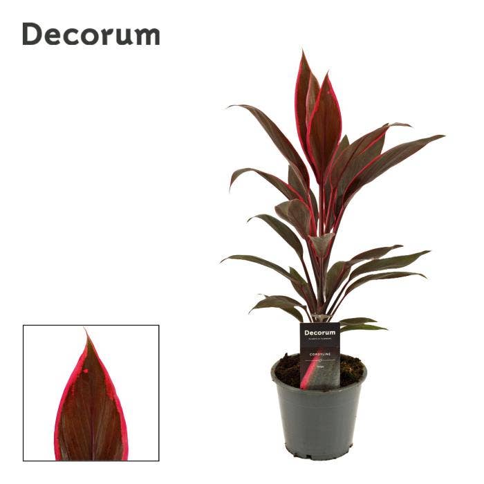 Cordyline Tango | Green Solutions
