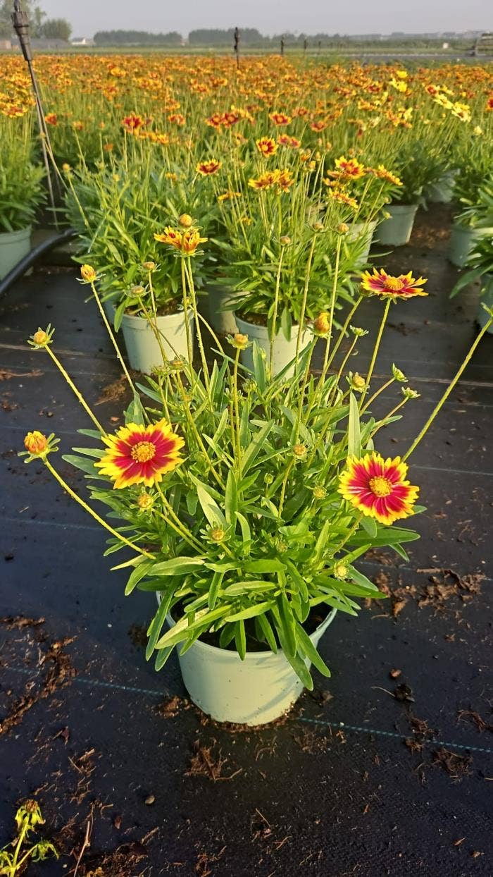 Coreopsis 'Solar' | Green Solutions