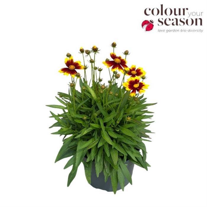 Coreopsis 'Uptick' | Green Solutions