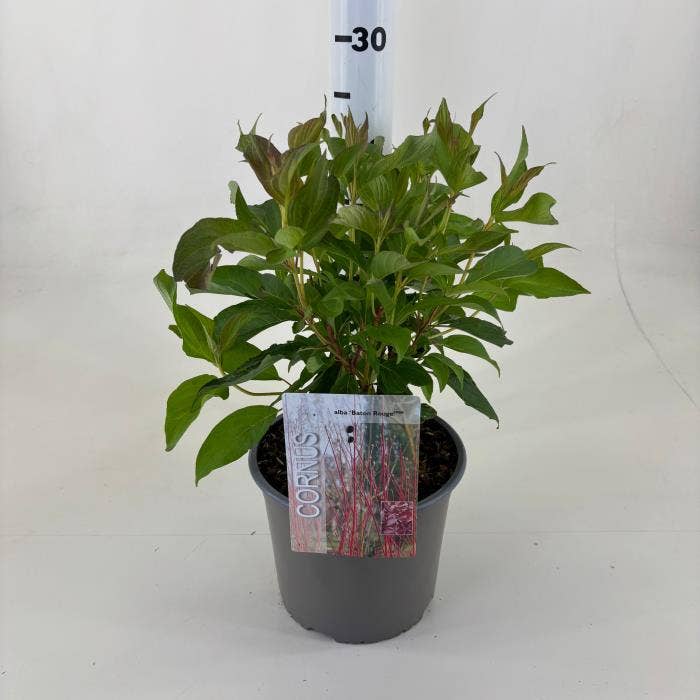 Cornus alb 'Baton Rouge' | Green Solutions