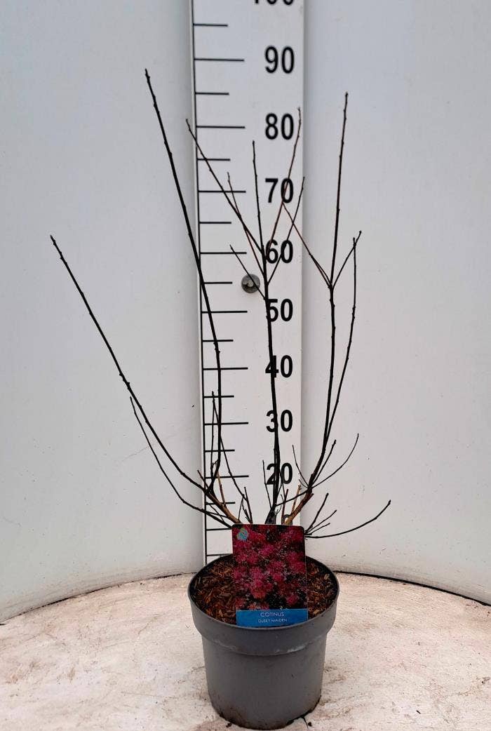 Cotinus cog. 'Dusky Maiden' | Green Solutions