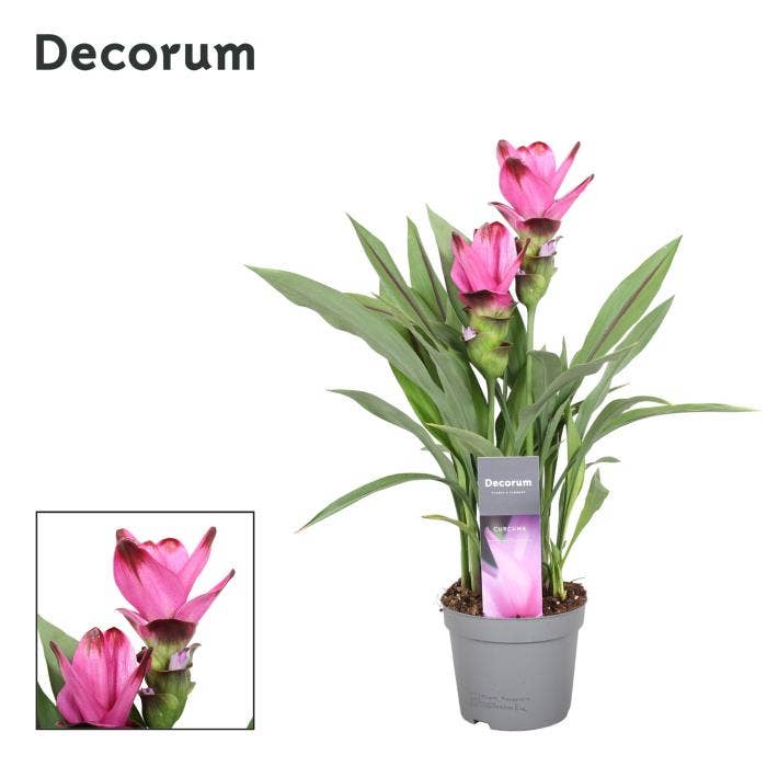 Curcuma Siam Splash | Green Solutions