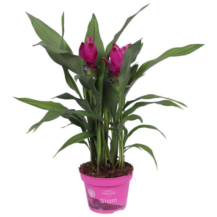 Curcuma Siam Sublime | Green Solutions