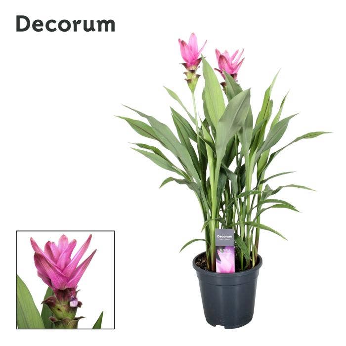 Curcuma Siam Supreme | Green Solutions