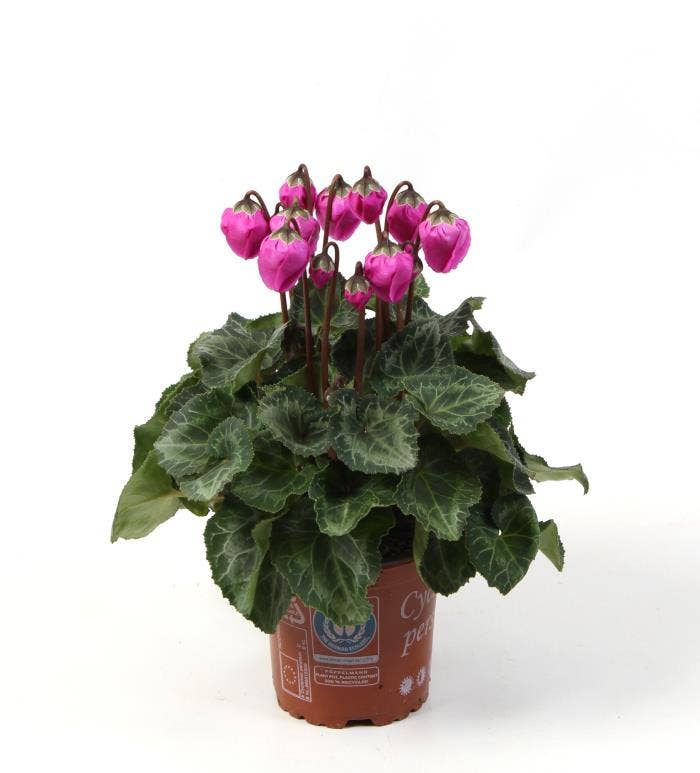 Bedding - Outdoor plants - Products | Green Solutions