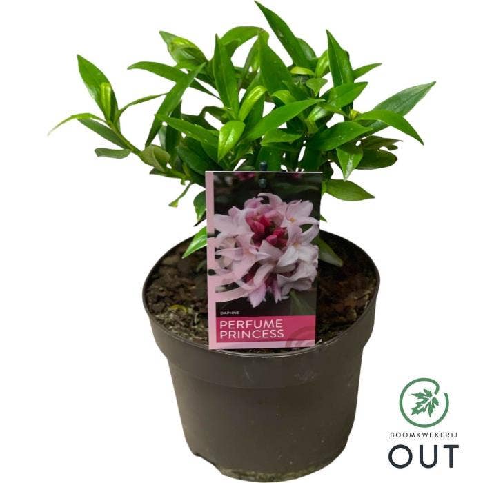 Daphne 'Perfume Princess' | Green Solutions