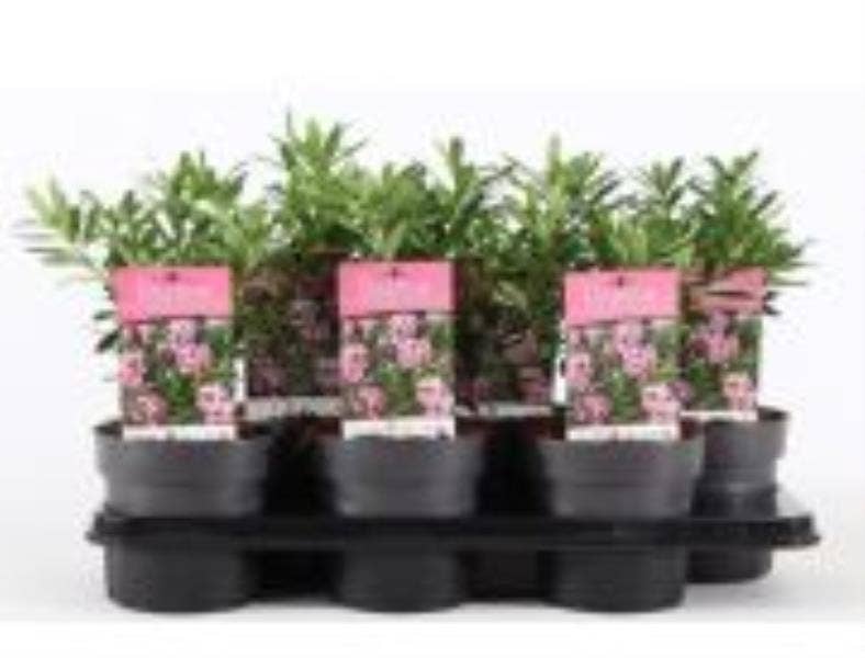 Daphne 'Pink Fragrance' | Green Solutions