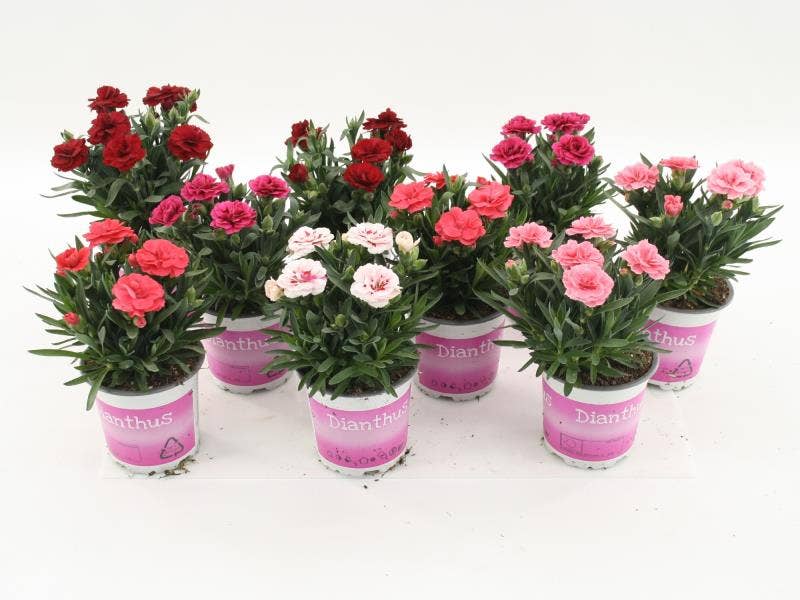 Dianthus 'Oscar' | Green Solutions