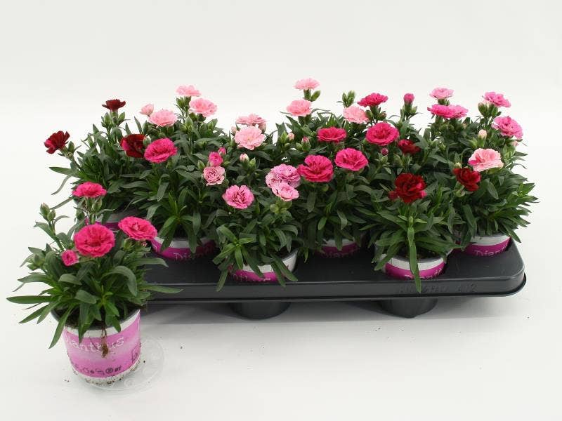 Dianthus 'Oscar' | Green Solutions