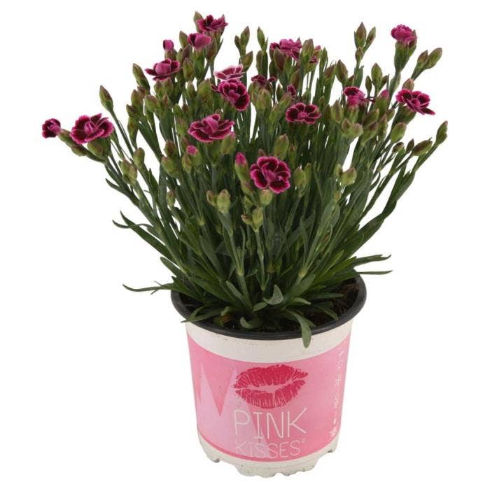 Dianthus 'Pink Kisses' (ES) | Green Solutions