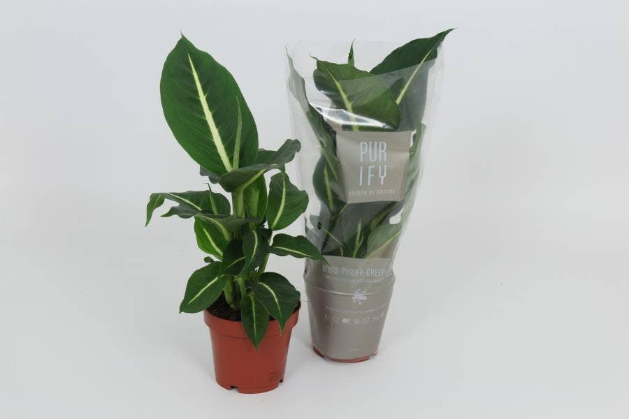 Dieffenbachia Green Magic | Green Solutions