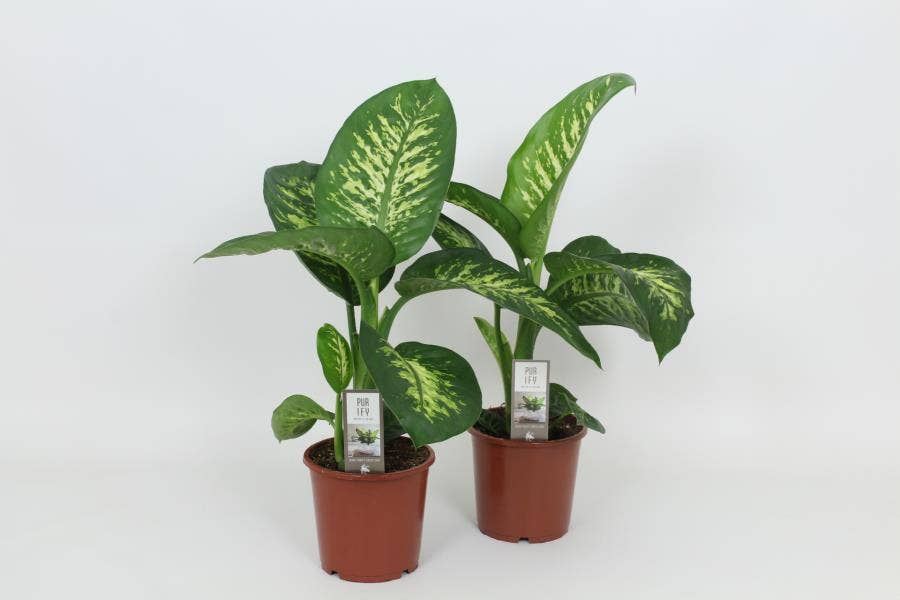 Dieffenbachia Tropic Snow | Green Solutions