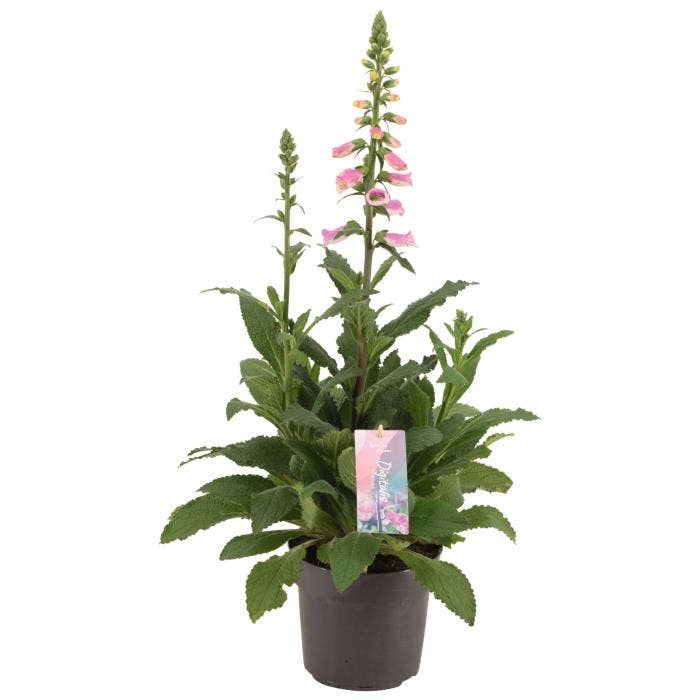 Digitalis purp. 'Panther' | Green Solutions