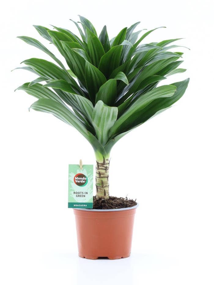 Dracaena fr. Janet Craig | Green Solutions