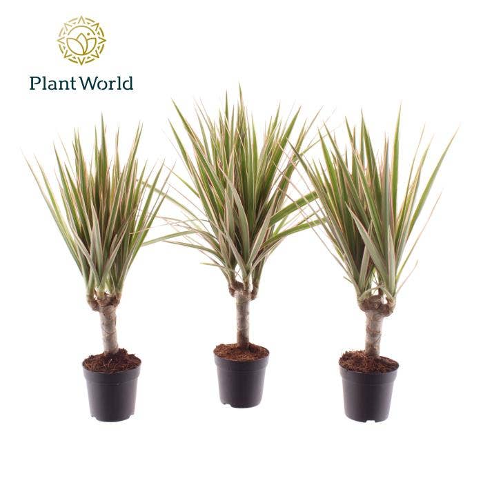 Dracaena marg. Bicolor | Green Solutions