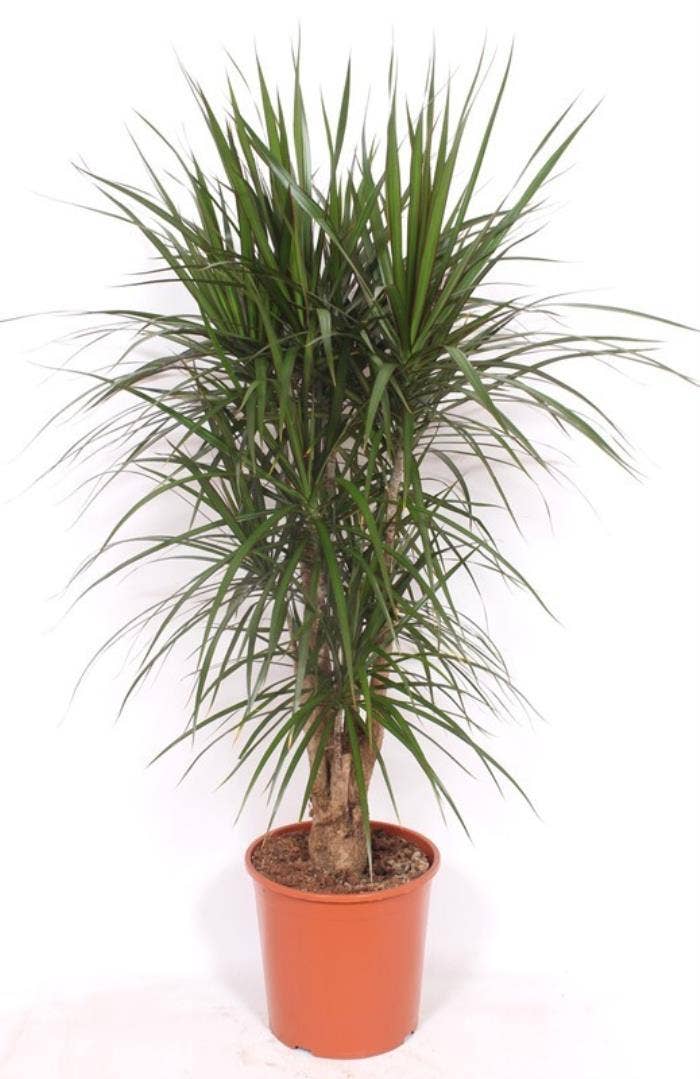Dracaena marg. Marginata | Green Solutions