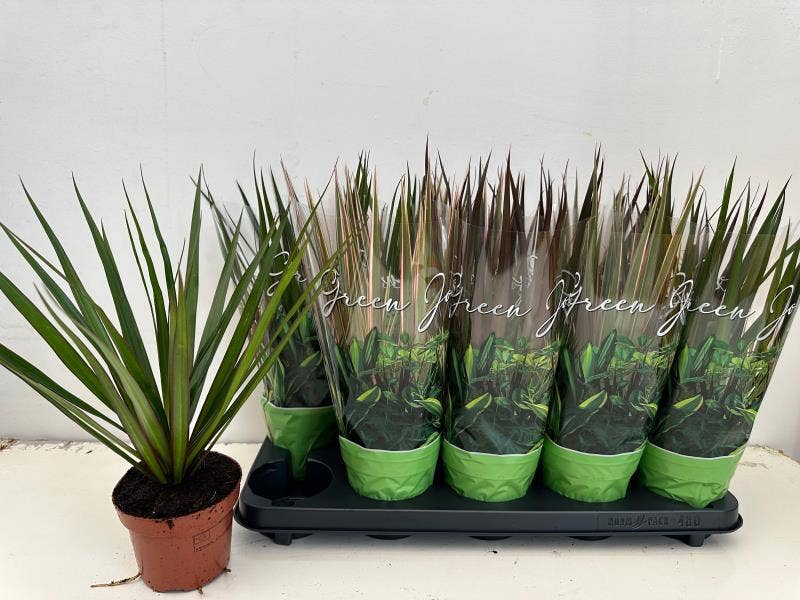 Dracaena marg. | Green Solutions