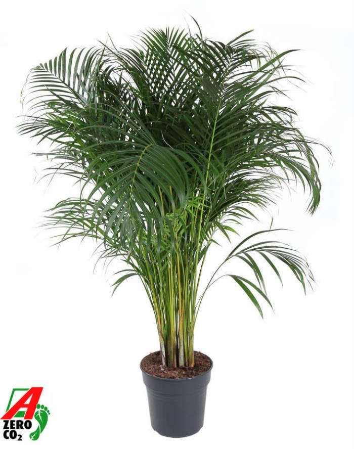 Dypsis lutescens | Green Solutions