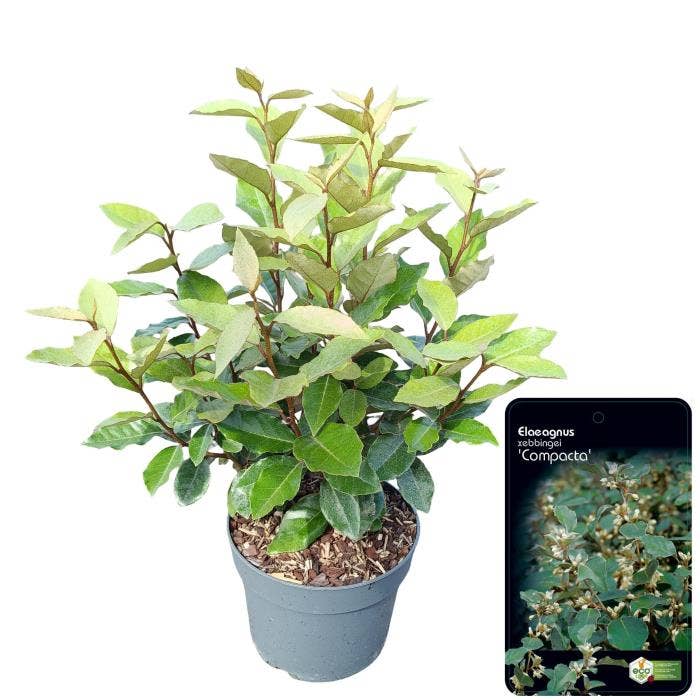 Elaeagnus ebb. 'Compacta' | Green Solutions