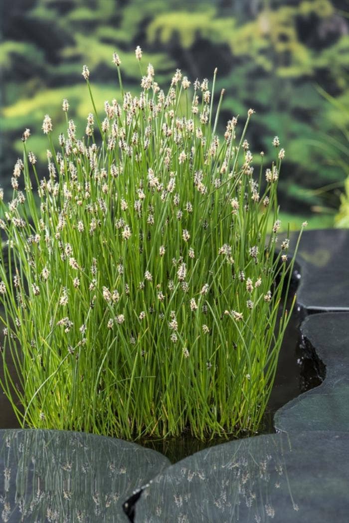 Eleocharis Palustris Gewone Waterbies Eleocharis Palustris