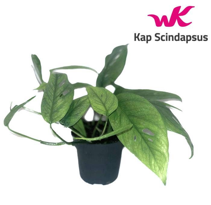 Epipremnum Cebu Blue | Green Solutions