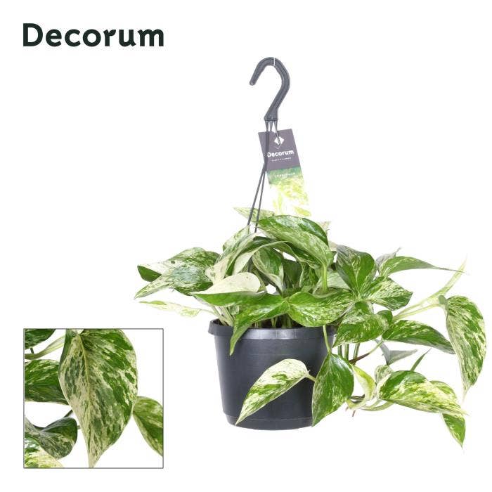 Epipremnum Marble Queen | Green Solutions