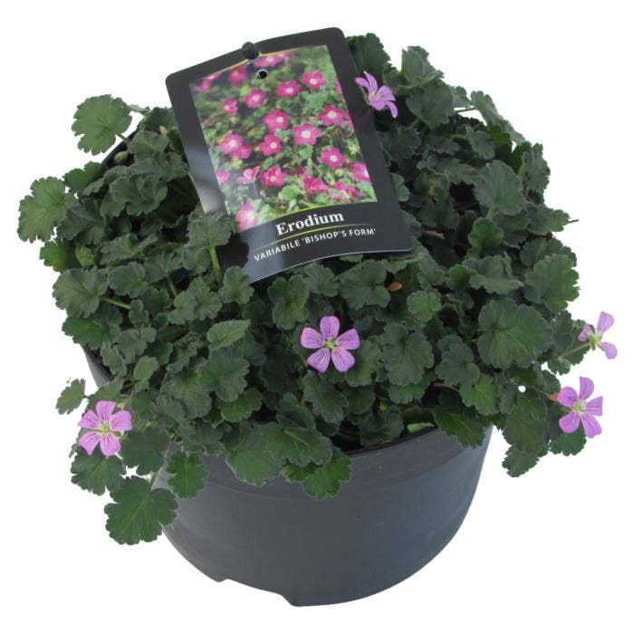 Erodium 'Bishop's Form' | Green Solutions