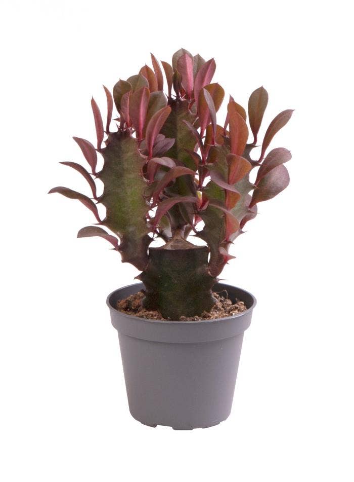 Euphorbia trigona Rubra | Green Solutions