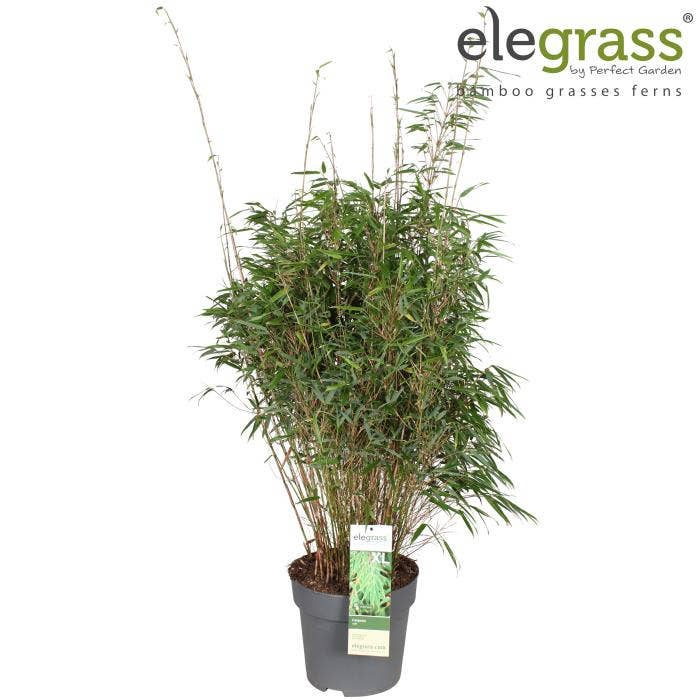 Fargesia rufa | Green Solutions