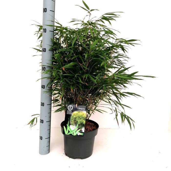 Fargesia 'Rufa' | Green Solutions