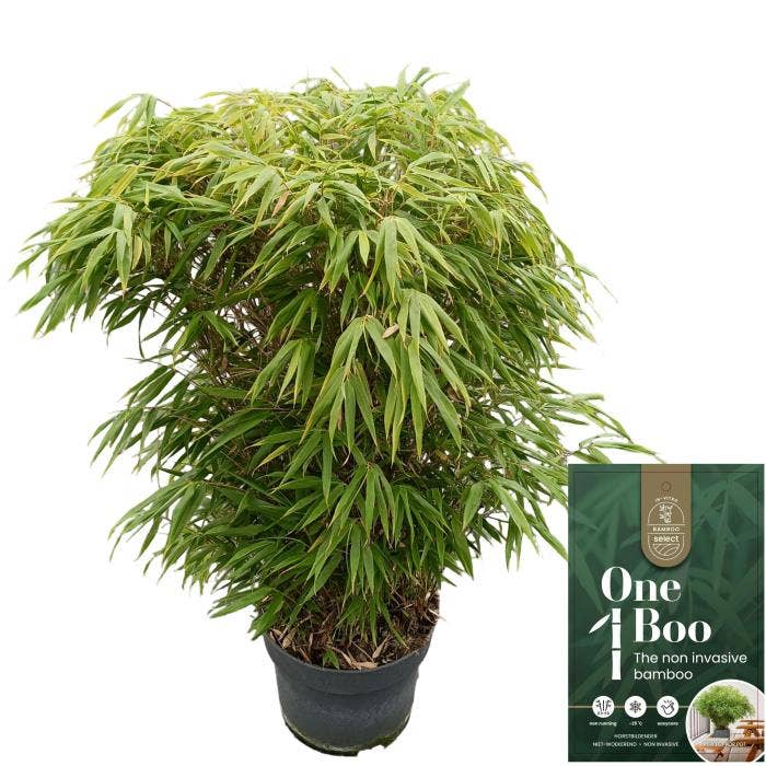 Fargesia rufa | Green Solutions