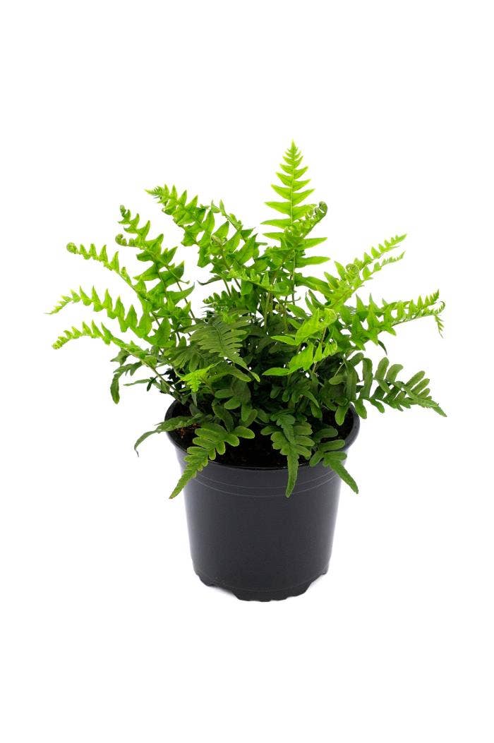 Fern Polypodium sp. | Green Solutions