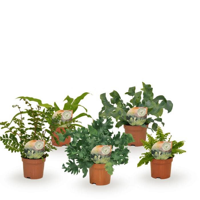 Fern | Green Solutions