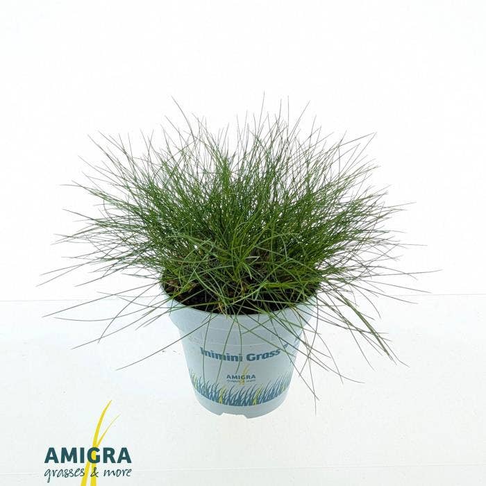 Festuca gautieri AmiGreen | Green Solutions