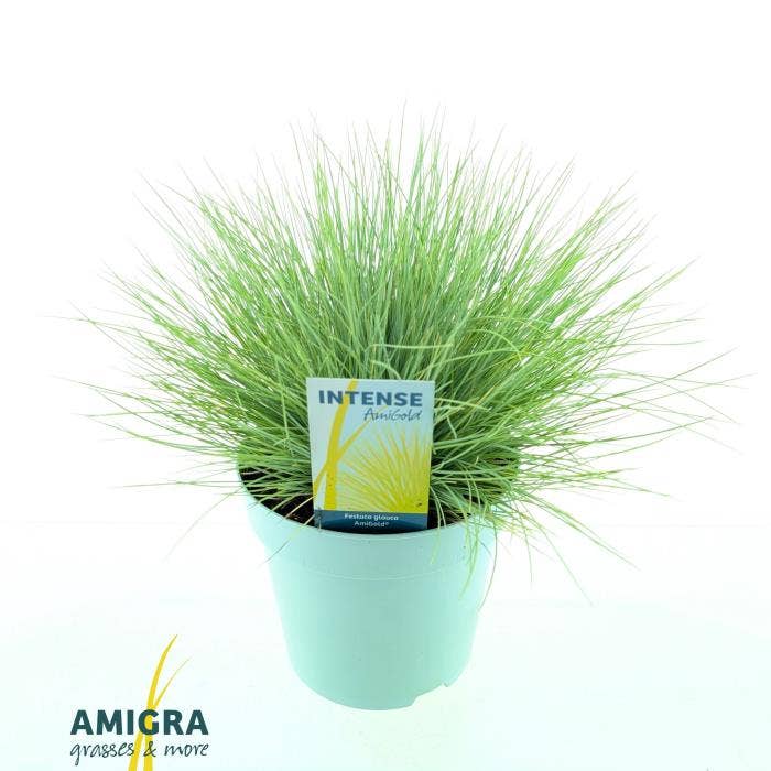 Festuca glauca AmiGold | Green Solutions