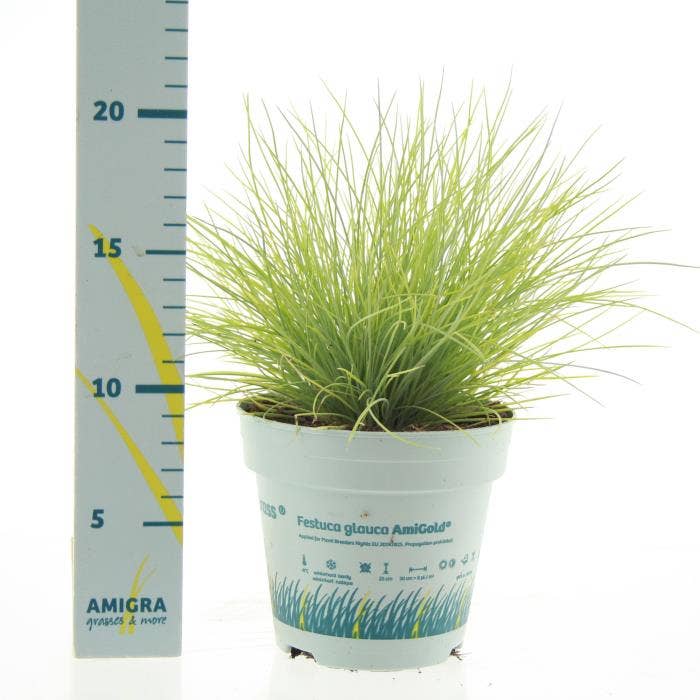 Festuca glauca AmiGold | Green Solutions