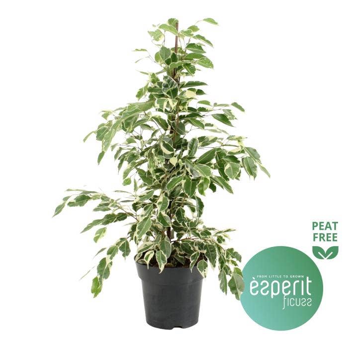 Ficus benj. Twilight | Green Solutions