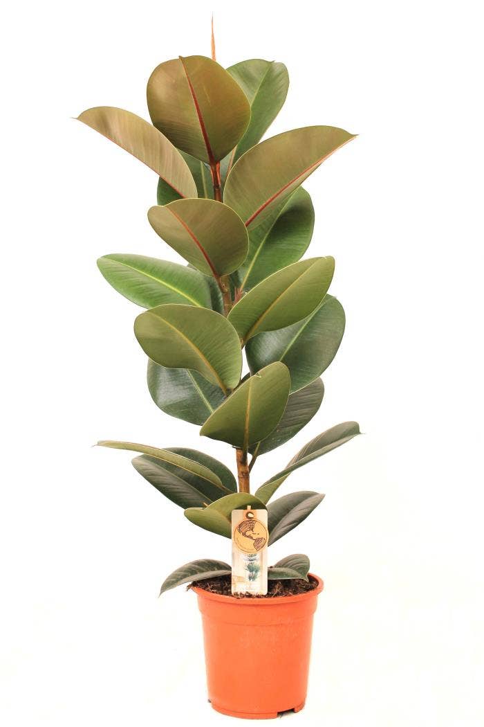 Ficus el. Robusta | Green Solutions